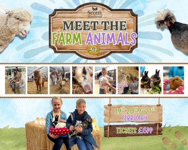 Meet the Farm Animals at Scott's – Scotts of Southend